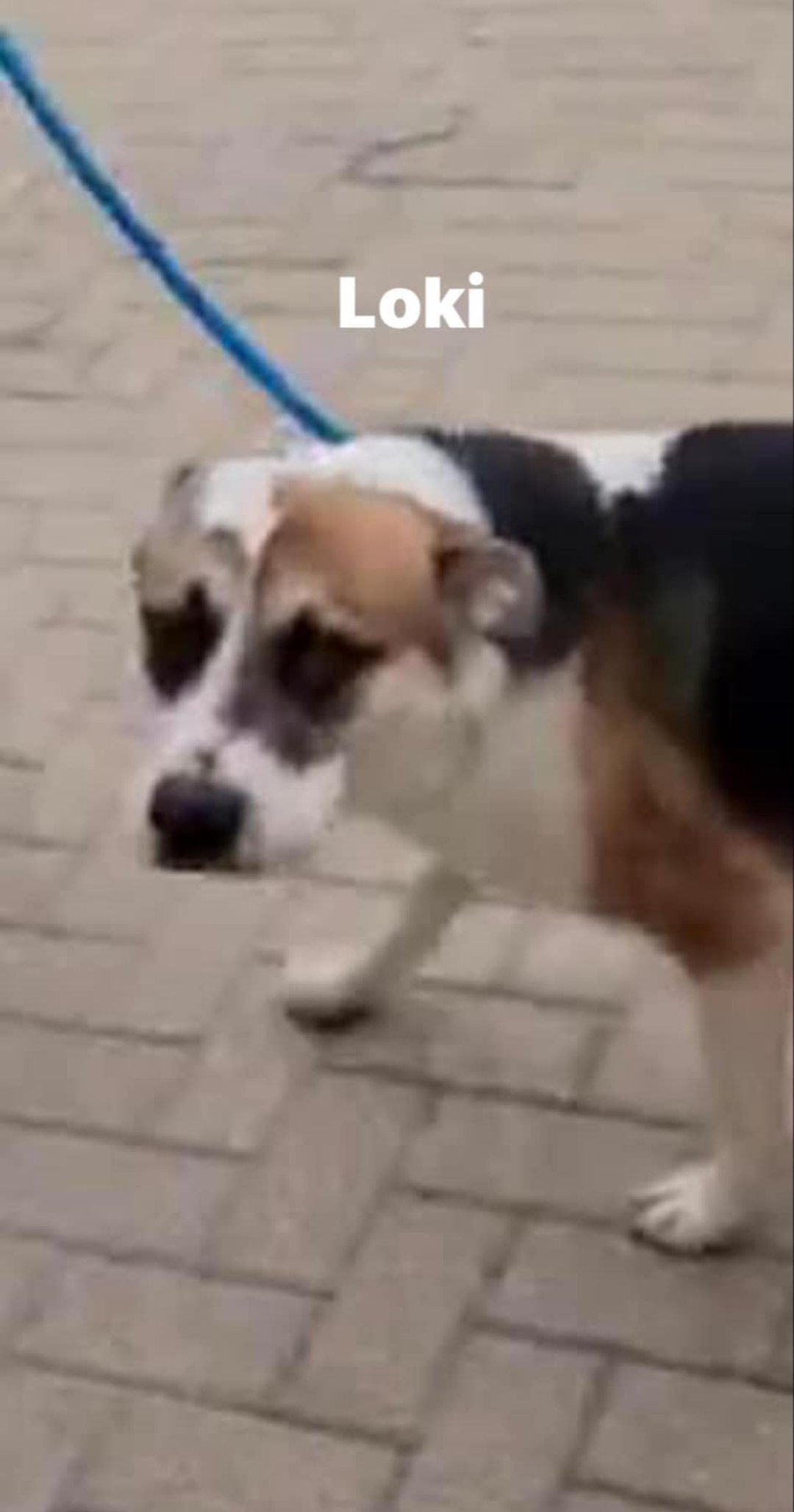 Loki - Sweet Soul Salvation : Sweet Soul Salvation: Exotic Animal ...