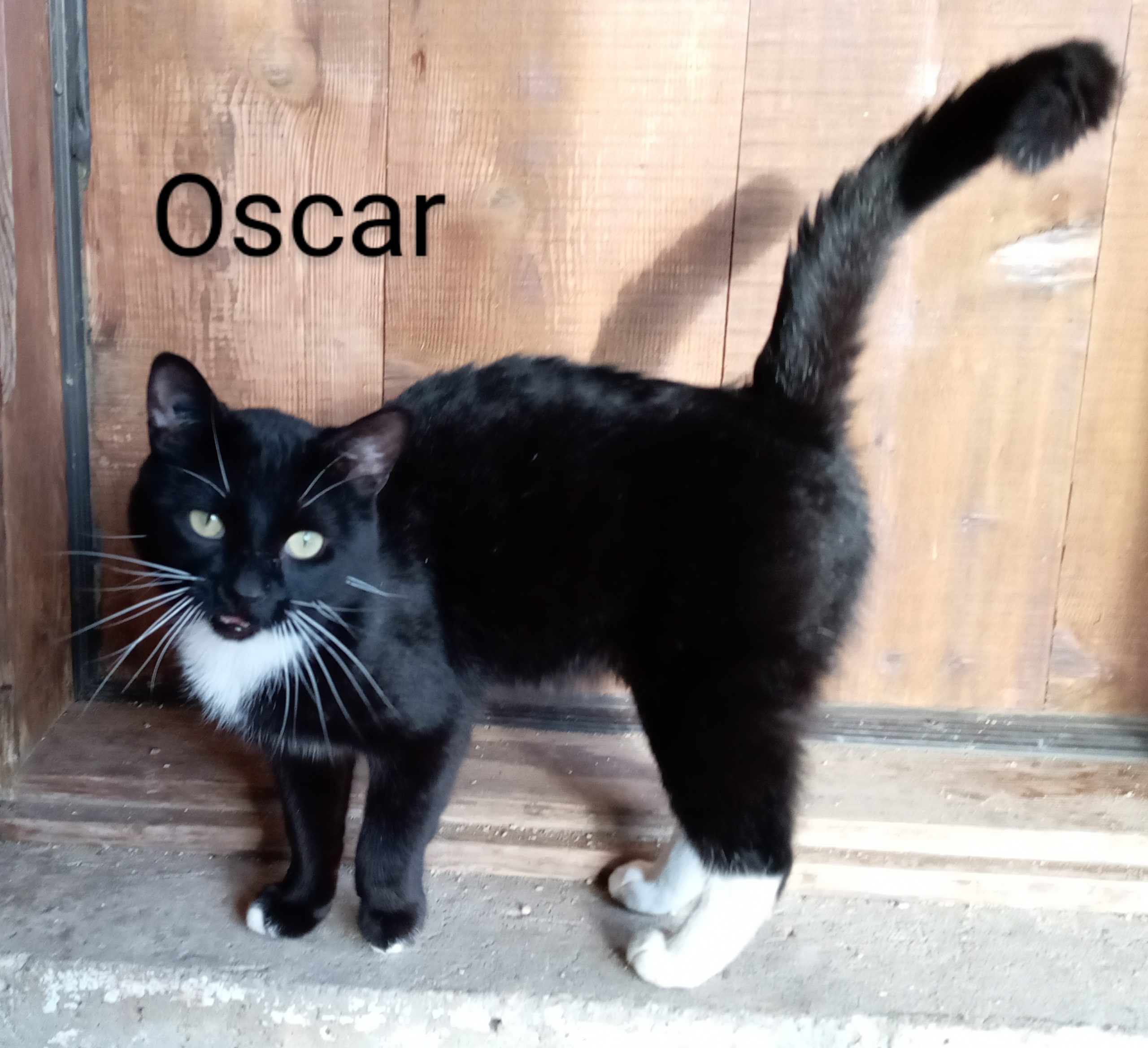 Oscar - Sweet Soul Salvation : Sweet Soul Salvation: Exotic Animal ...